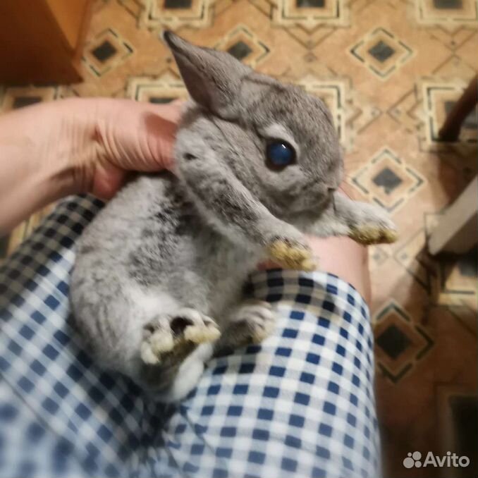 Отдам бесплатно крольчонка