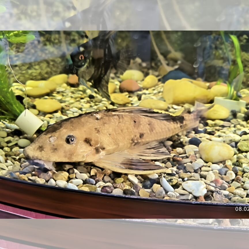 Сом птеригоплихт