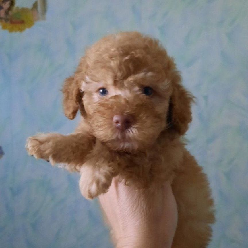 Пушон бишпу мальчик