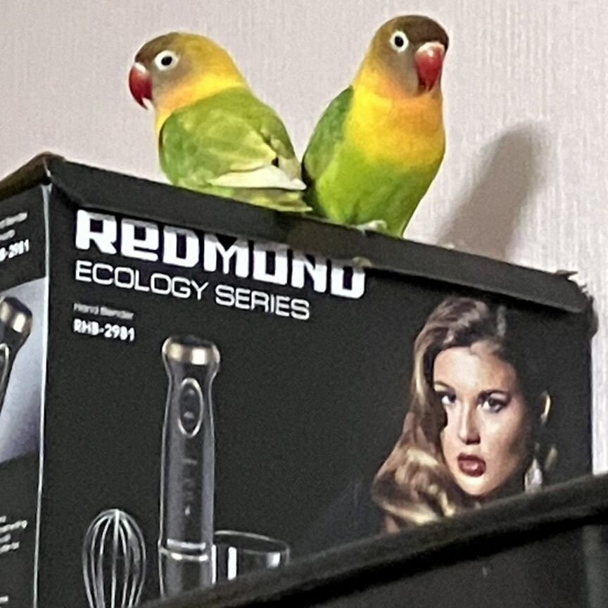 Попугай Фишер