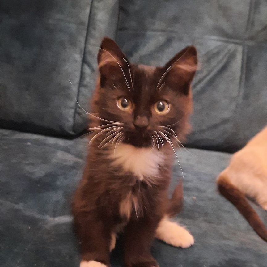 Отдам котят в добрые руки