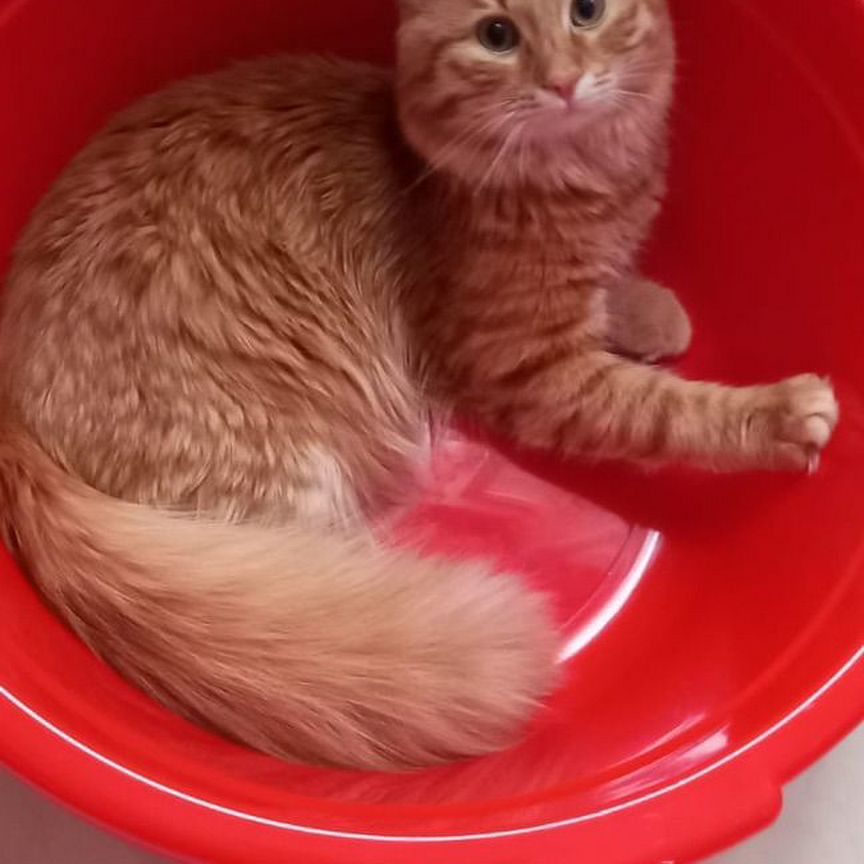 Котик по имени Мандарин ищет дом