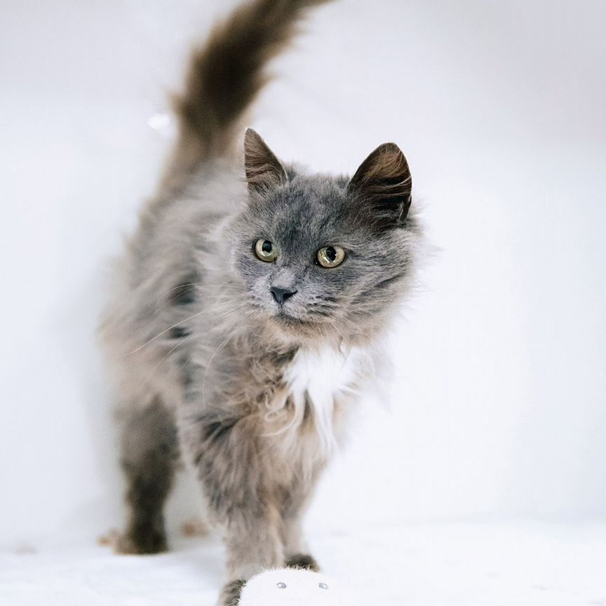 Кошка Чара в добрые руки
