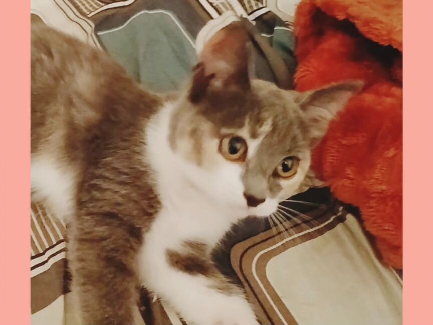 Котенок в добрые руки