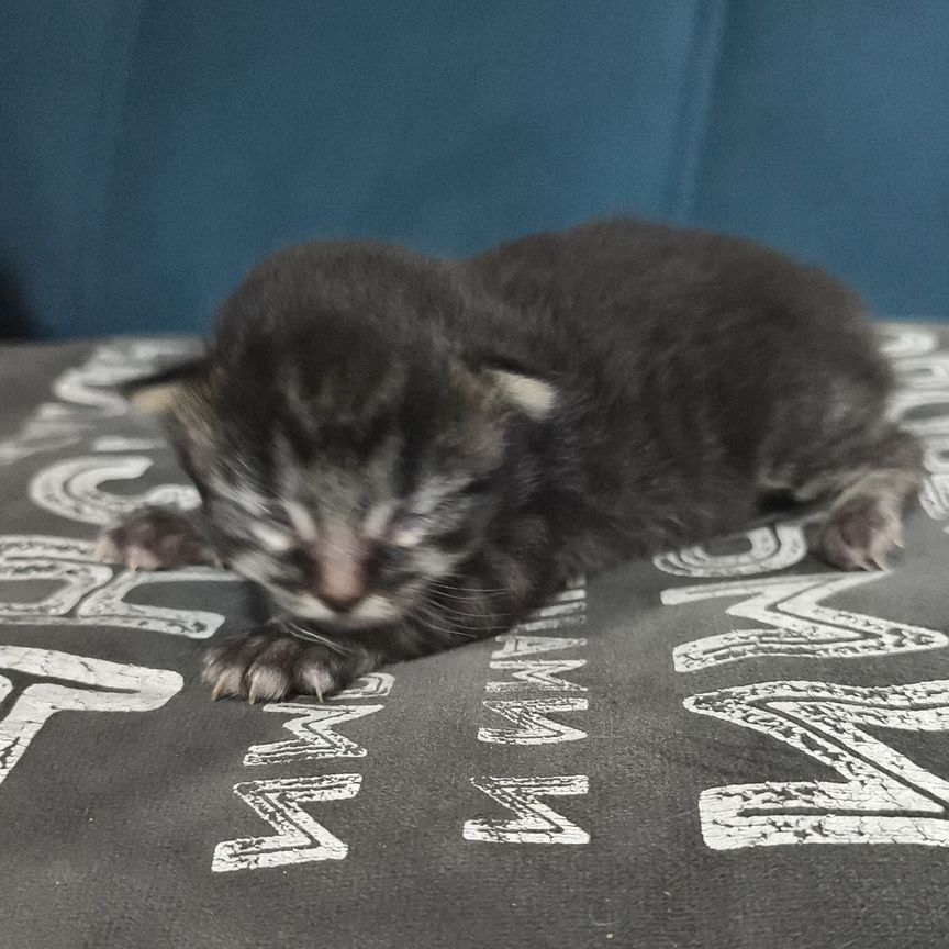 Продам котенка