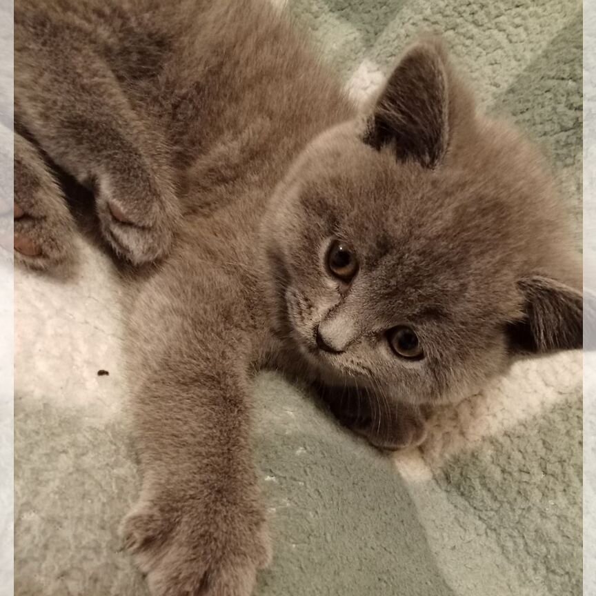 Британский короткошёрстный котёнок