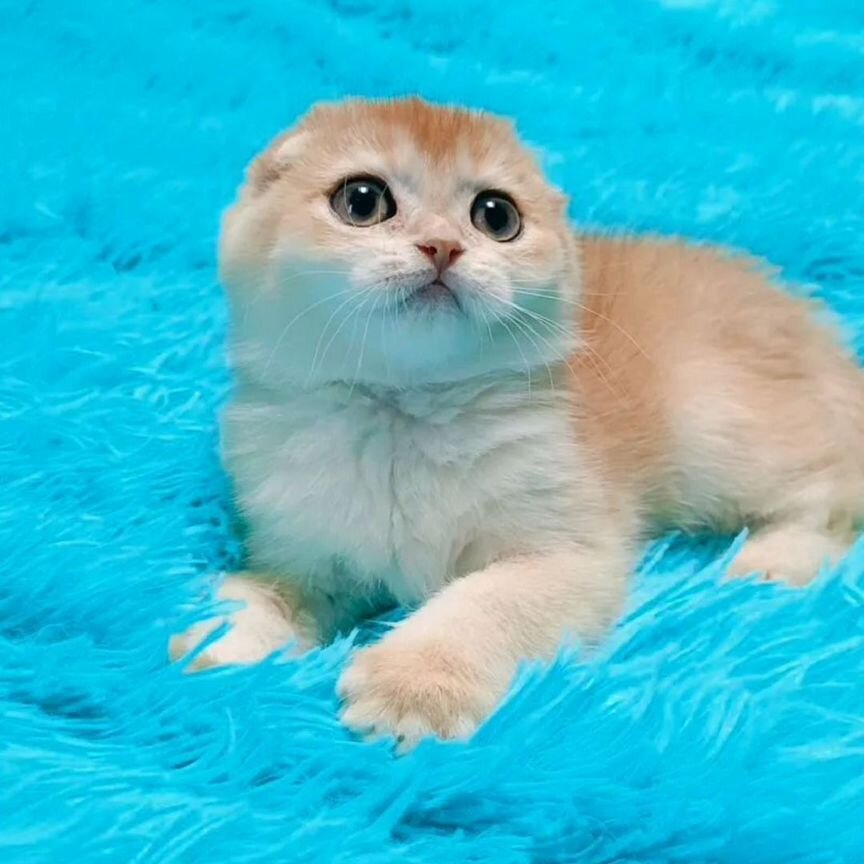 Шотландская вислоухая девочка