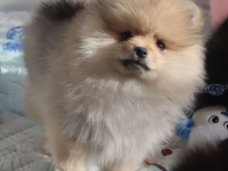 Померанский шпиц мини девочка крем соболь