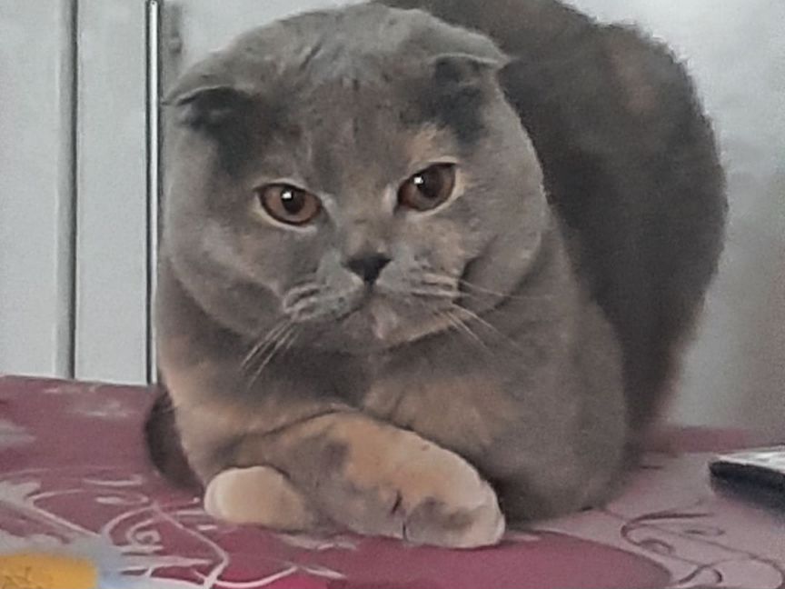 Шотландская вислоухая кошка бесплатно