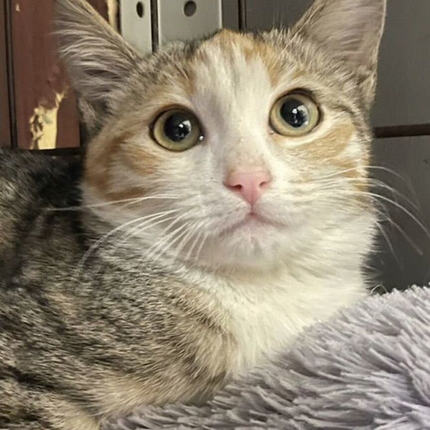 Милая крошка 4 мес в добрые руки