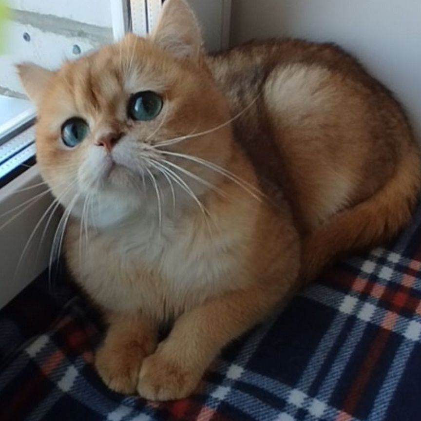 Котик золотая шиншилла с родословной