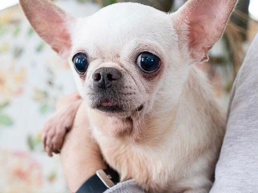 Ханна породы чихуахуа в поисках любящих хозяев
