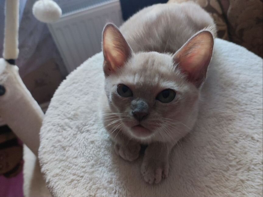 Бурманский котик