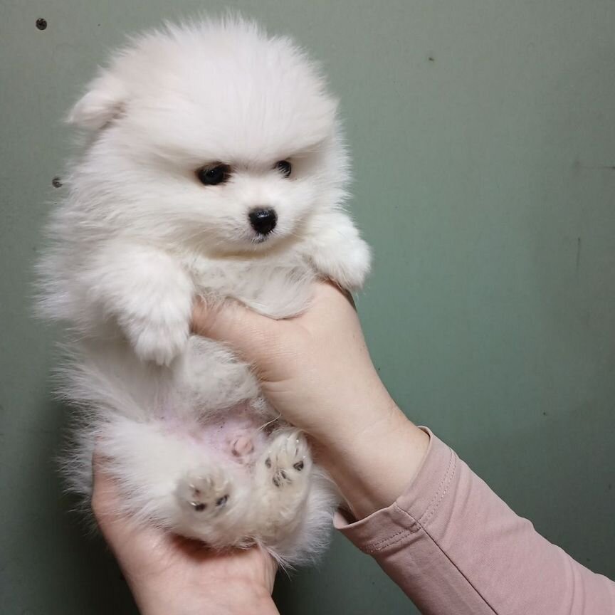 Щенки шпица