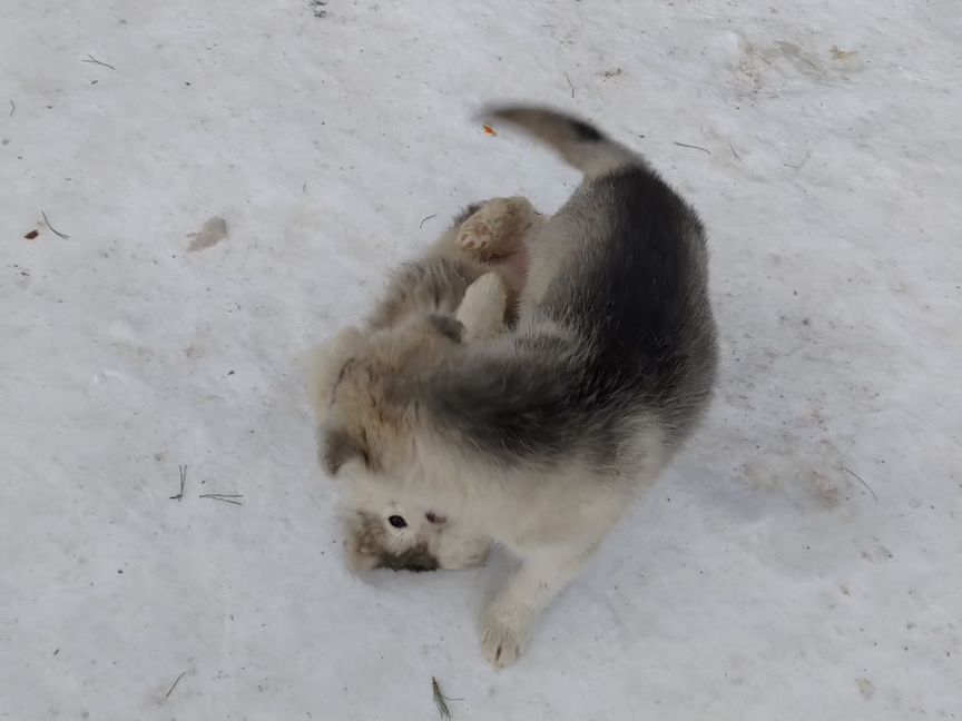 Собака в добрые руки