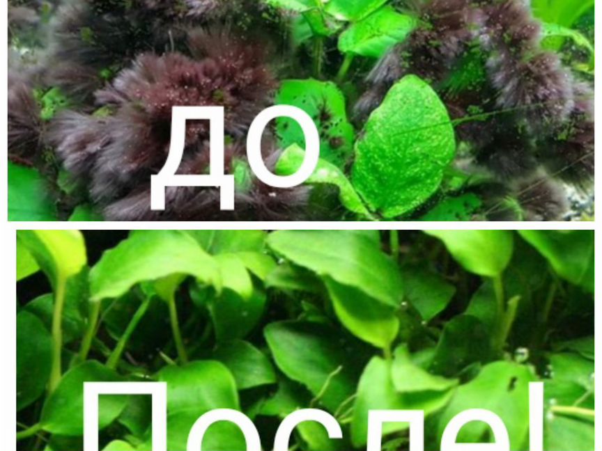 Средство для борьбы с водорослями, Пропант