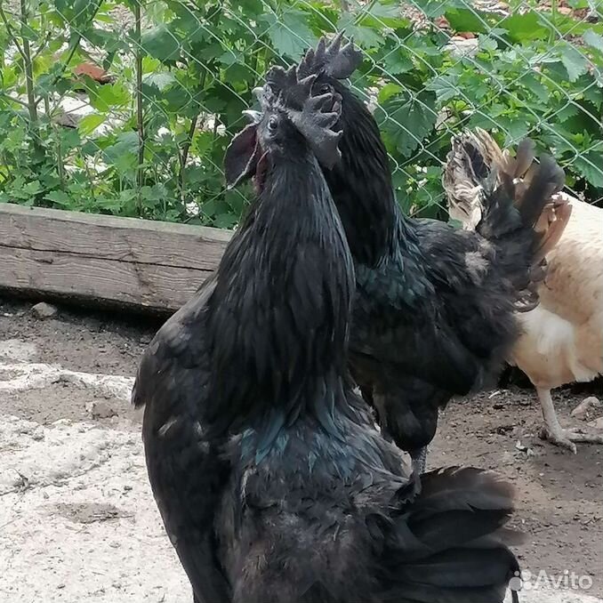 Петушки Ухейилюи