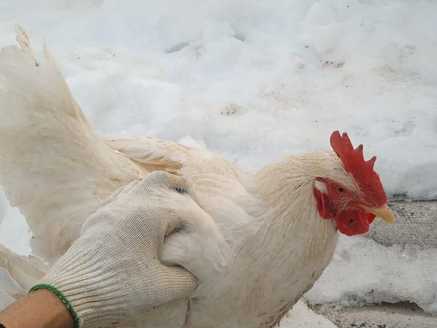 Продам петуха