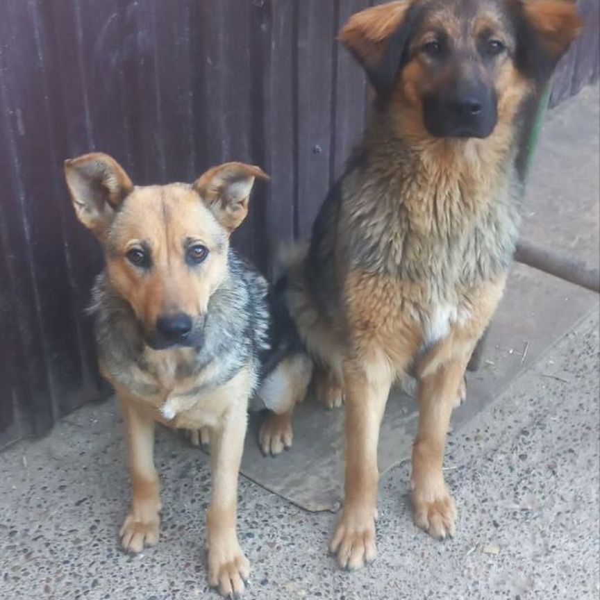Собаки помесь овчарки в добрые руки
