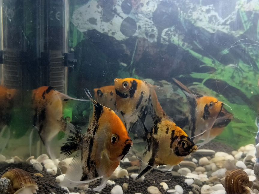 Скаляртя "Красный дьявол"