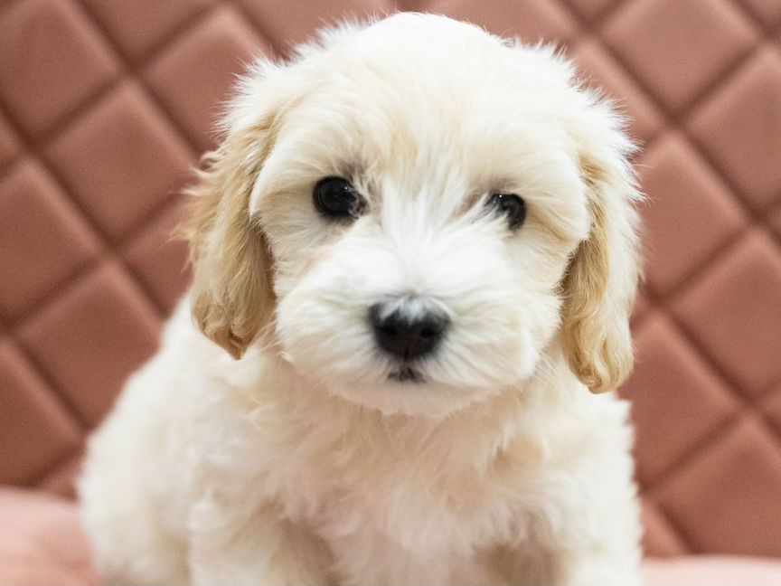 Мальтипу f1 стандарт