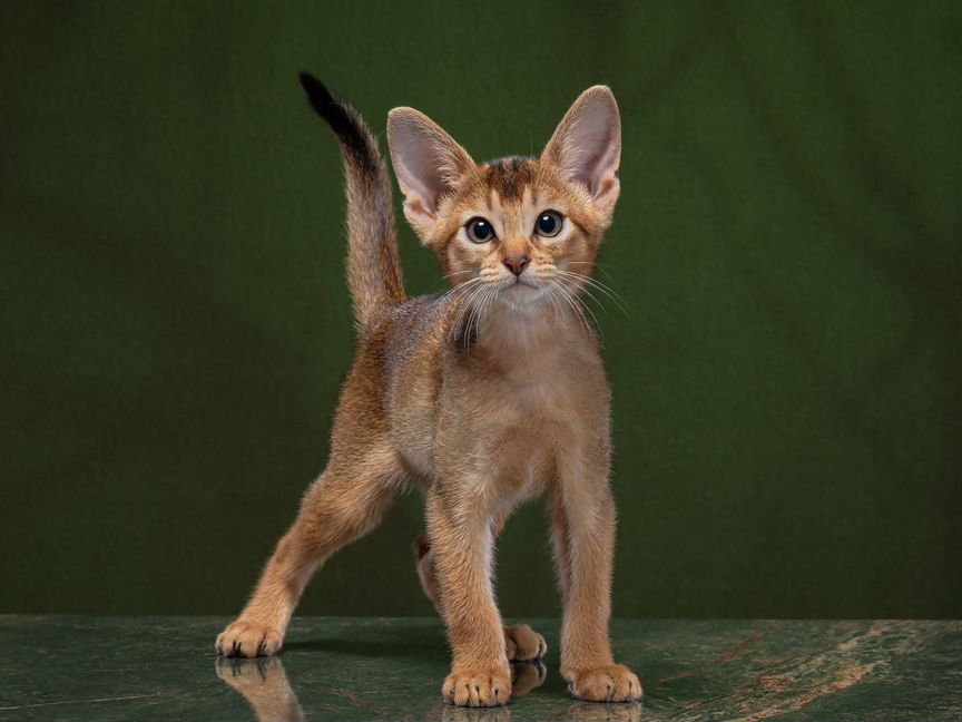 Абиссинские котята из питомника