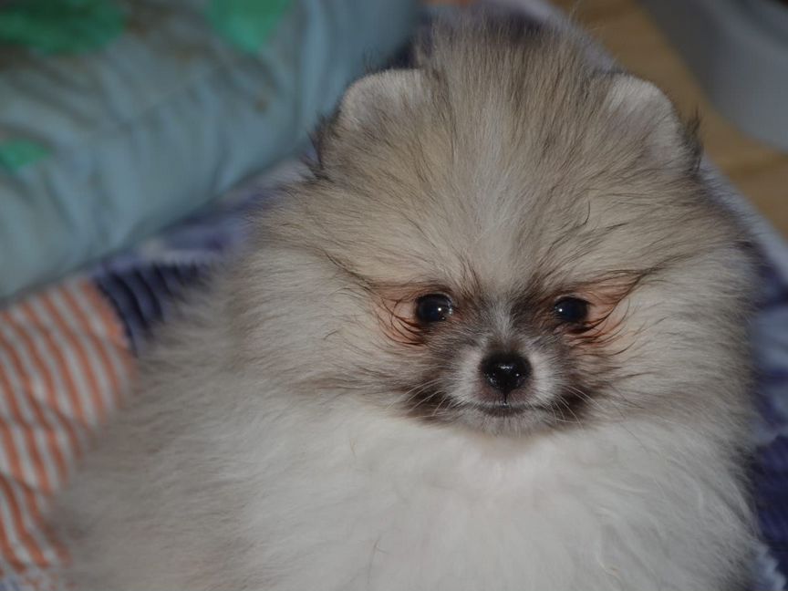 Малыши шпицули