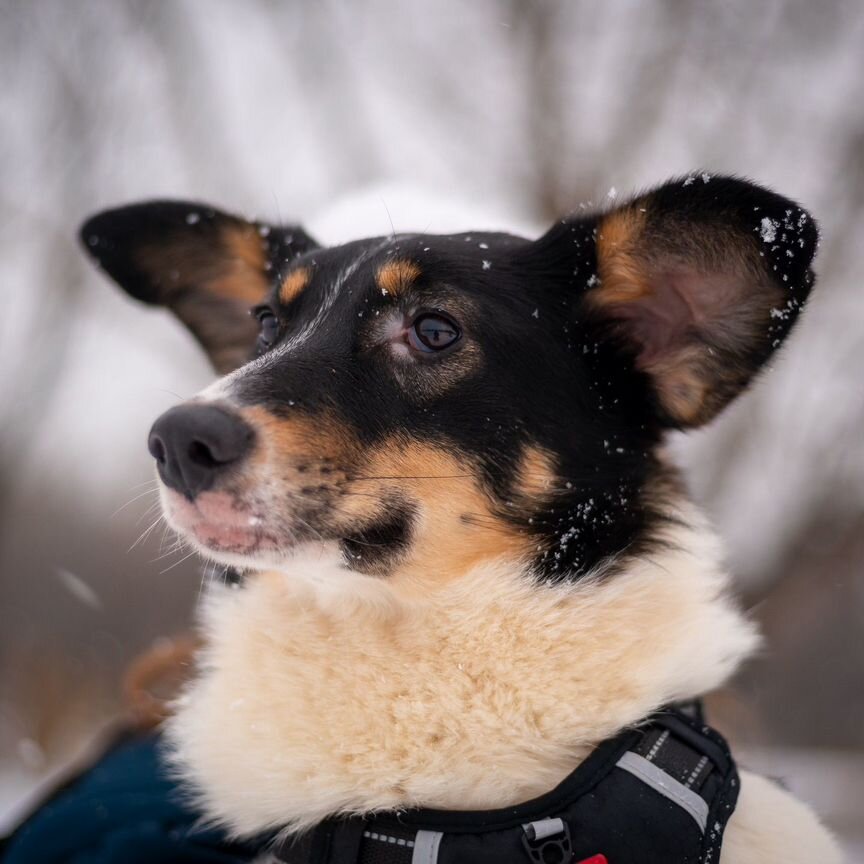 Собака в добрые руки