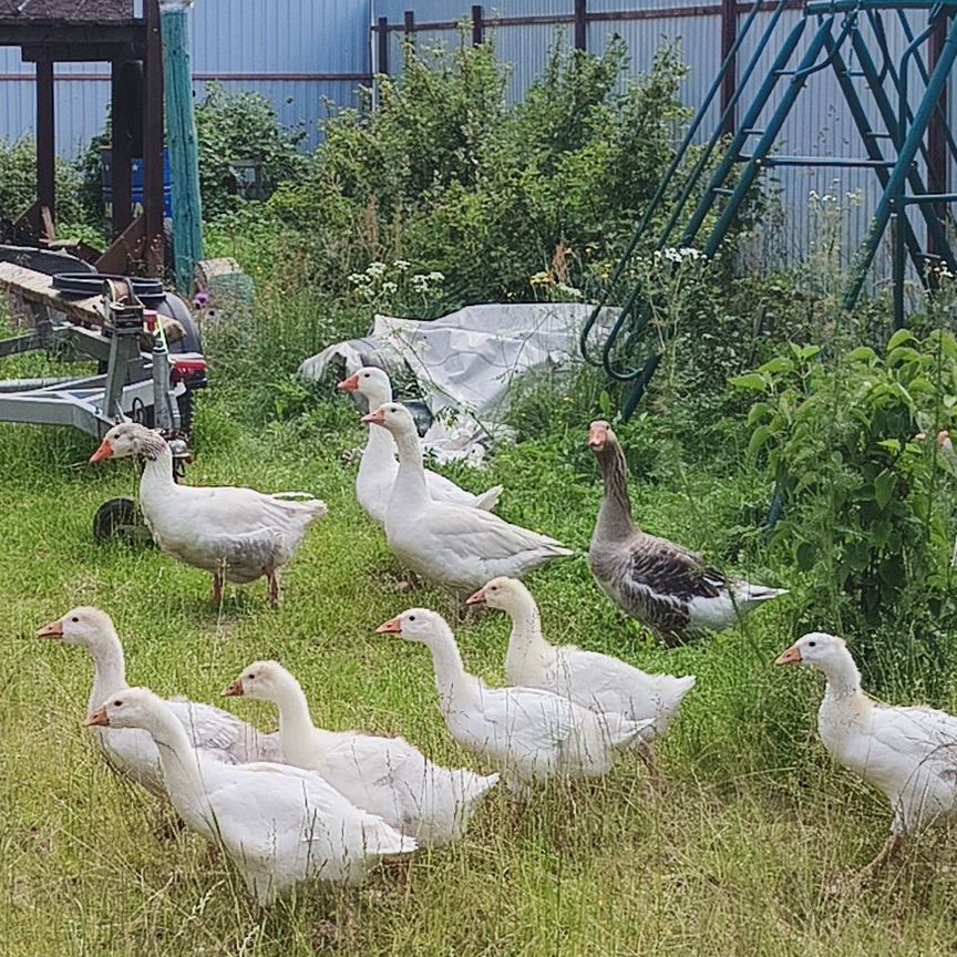 Гуси