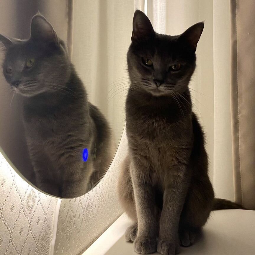 Отдам кошку русскую голубую