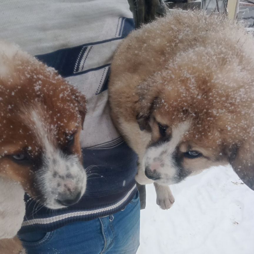 Среднеазиатская овчарка, щенок