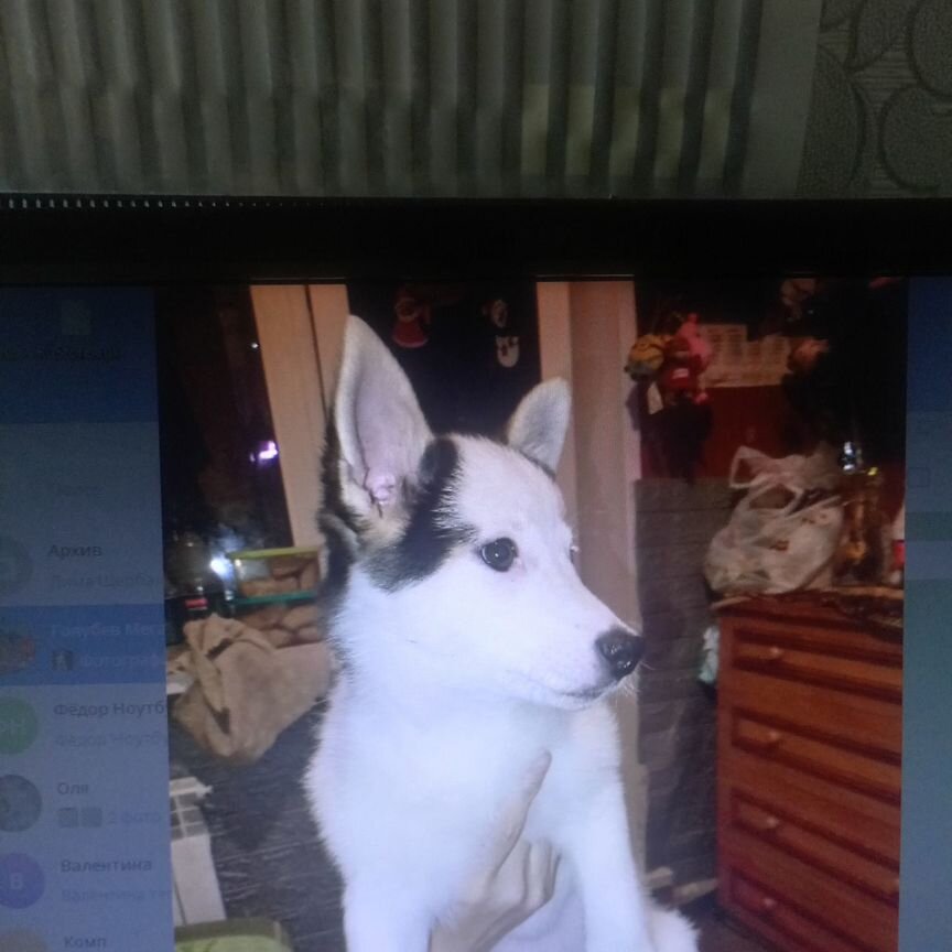 Собака в добрые руки щенок