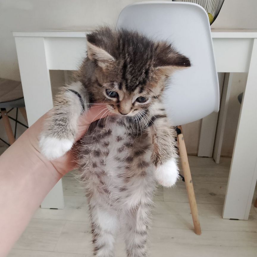 Котята в добрые руки бесплатно мальчик и девочка