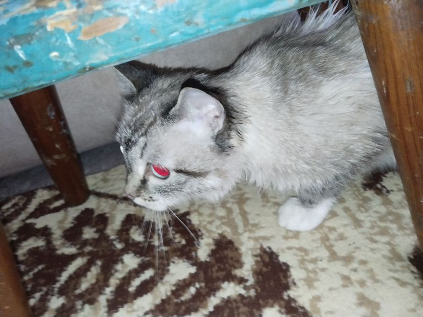 Отдам бесплатно