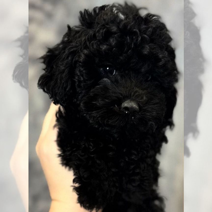 Той-пудель, щенок