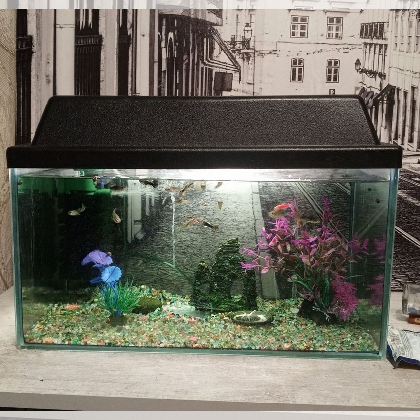 Аквариум с рыбками и совсем содержимым