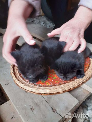 Помогите кошке и 3 котятам на улице