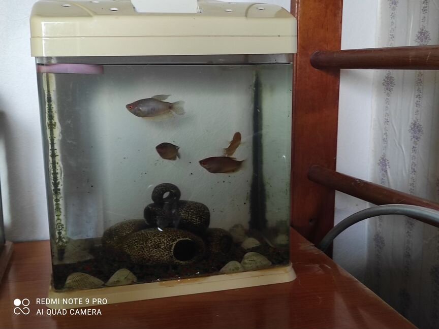 Аквариумные рыбки желтые гурами