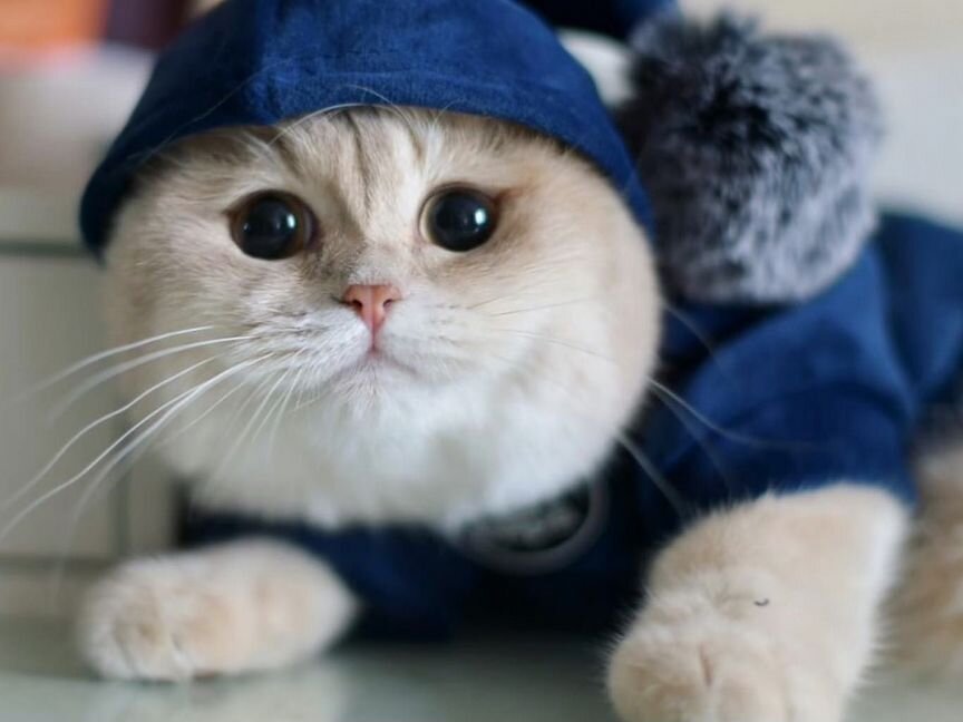Британские котята