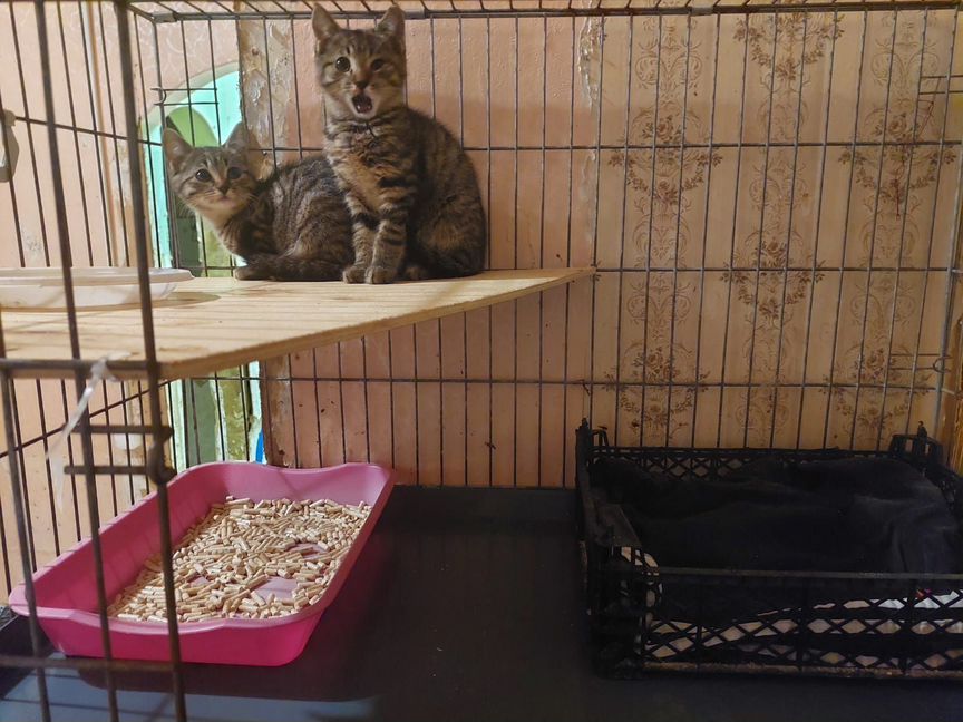 Котята в добрые руки