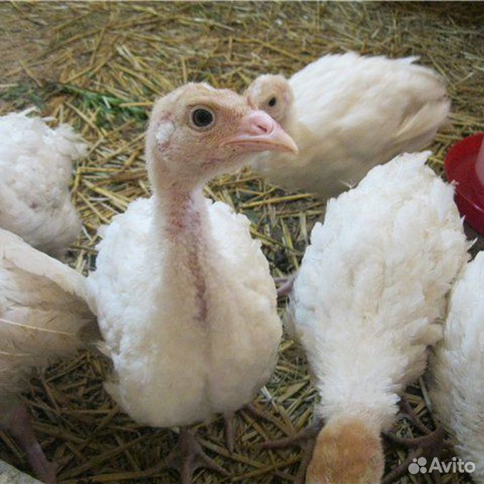 Индюшата месячные