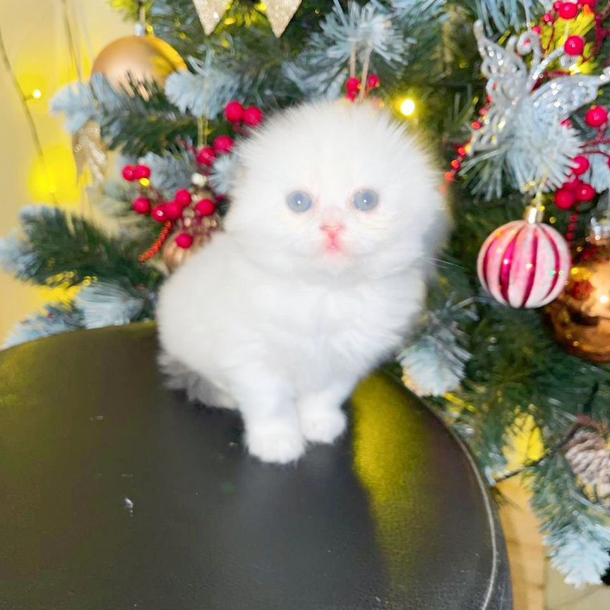 Шотландские вислоухие котята