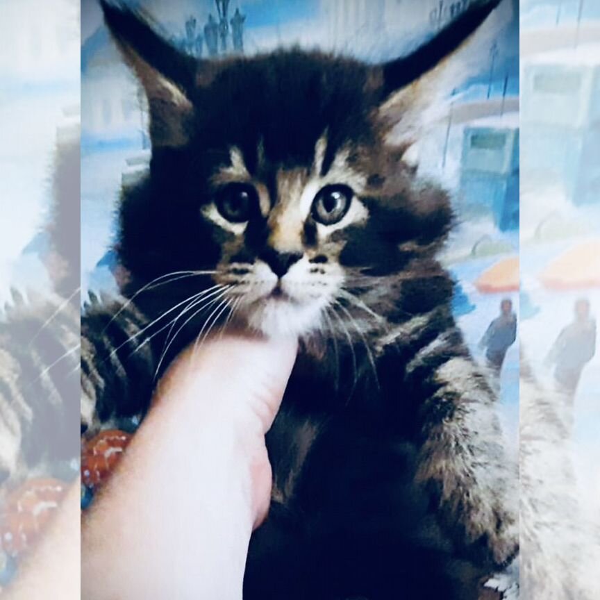Мейн кун котята и вызка с полидактом