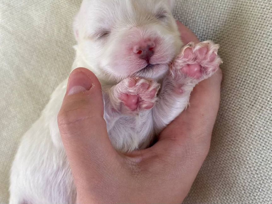 Собака мальтезе