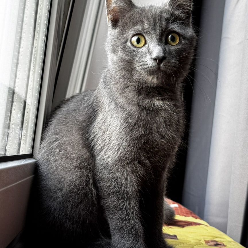 Котенок в хорошую семью