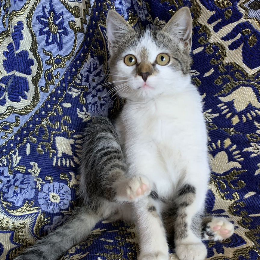 Космический котёнок