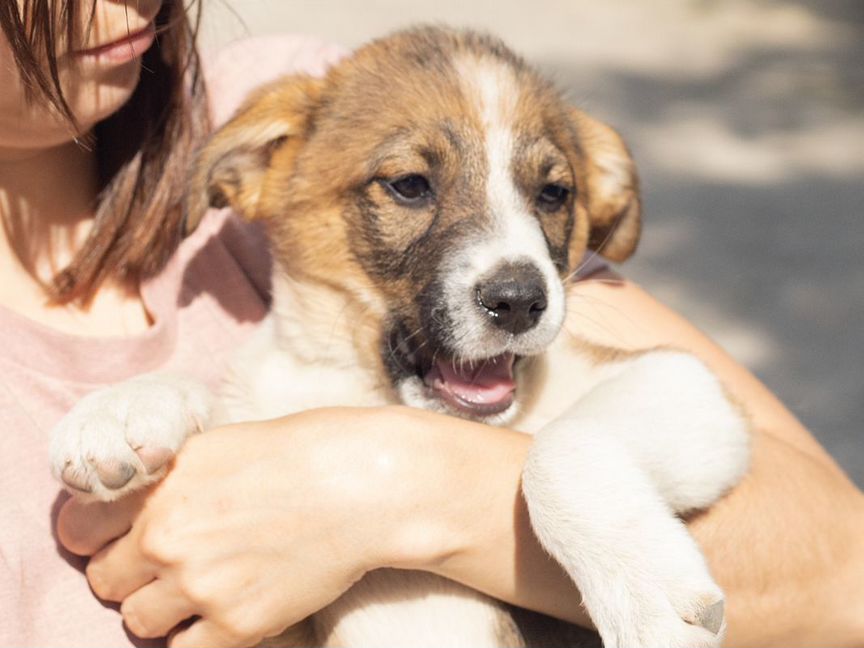 Щенок мальчик Мэт в хорошие руки