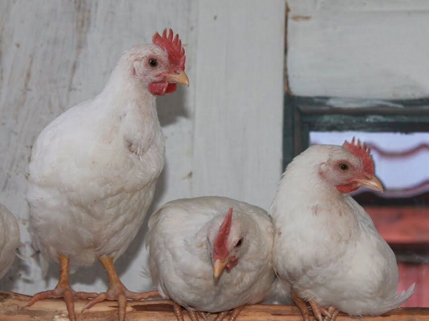 Молодые петушки Ломан