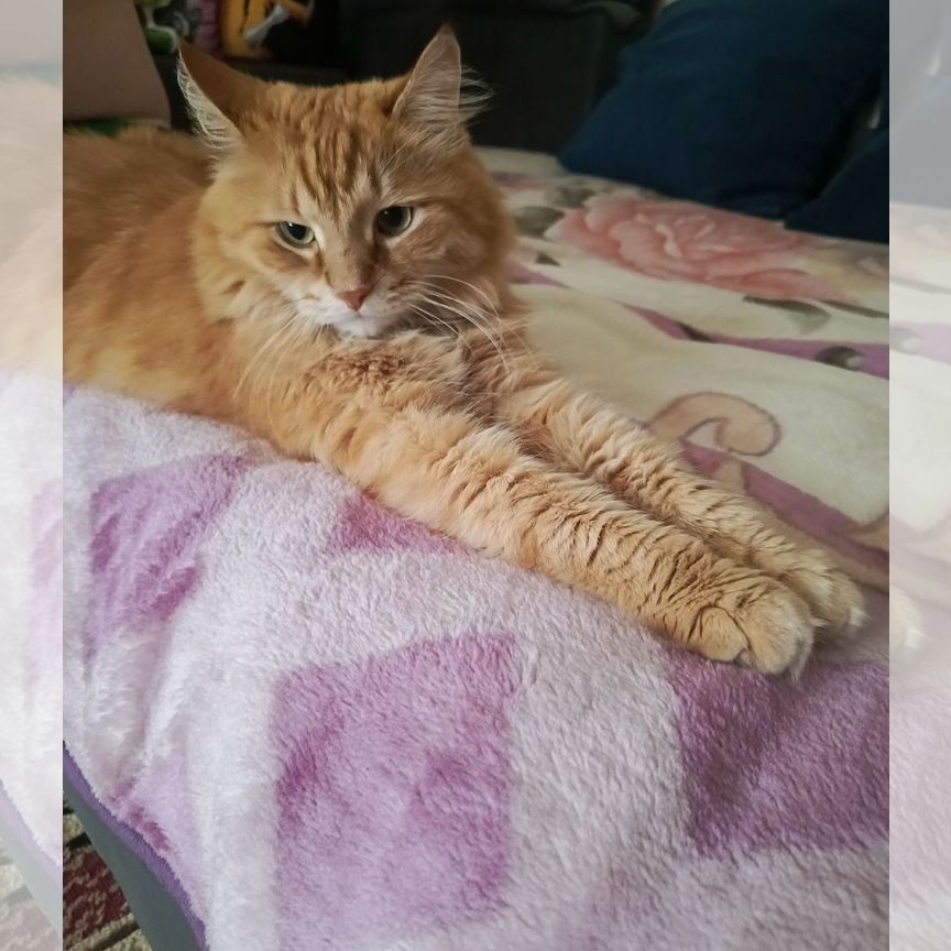 Отдам кота