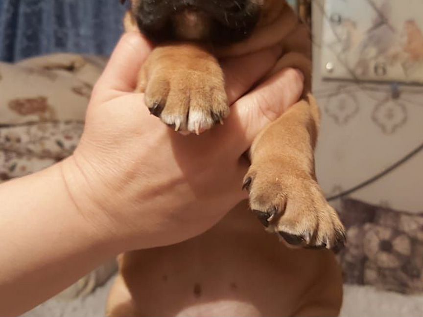 Щенки стаффа